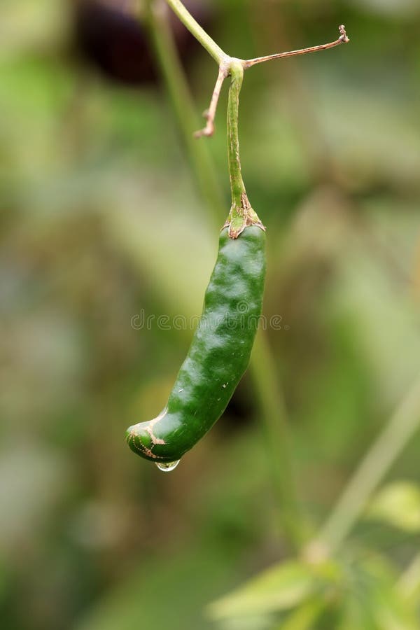 Green chilly stock image. Image of water, vegetable, focus - 65643155