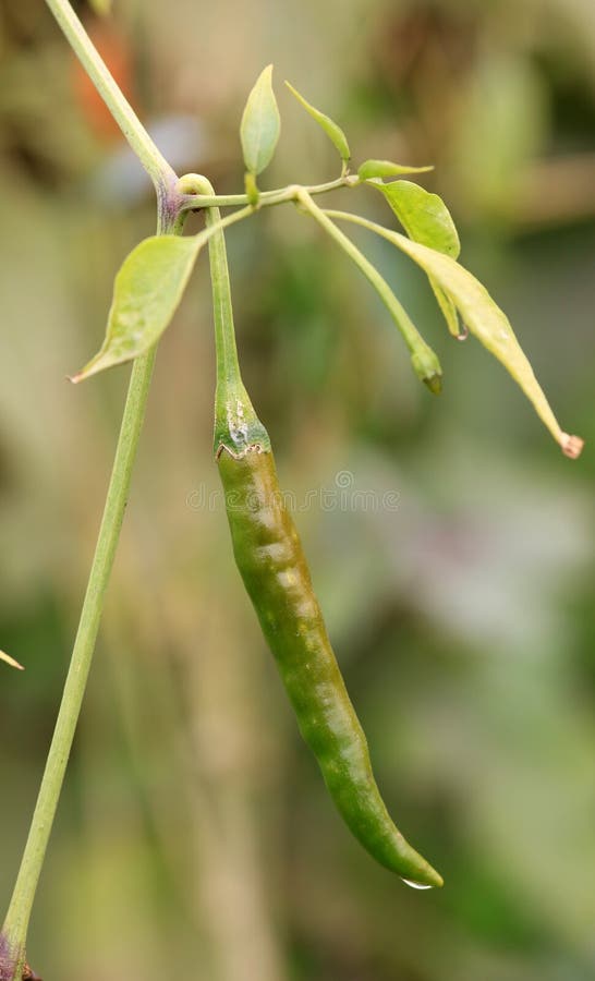 Green chilly stock photo. Image of shot, focus, chilly - 65750240