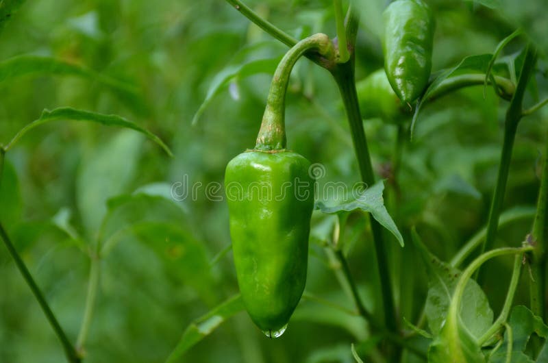 The Green Chilly with Leaves and Plant in the Garden Stock Image ...
