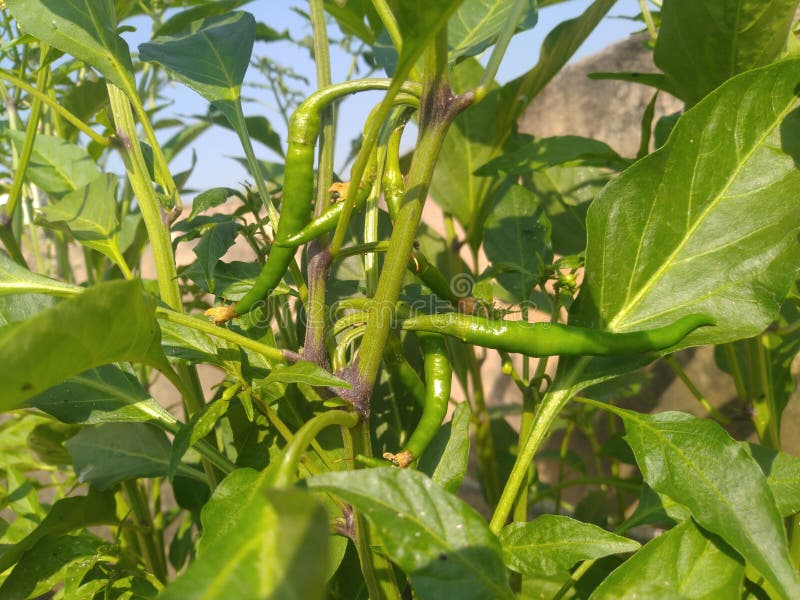 Green Chilly in the Plant stock photo. Image of light - 200600204