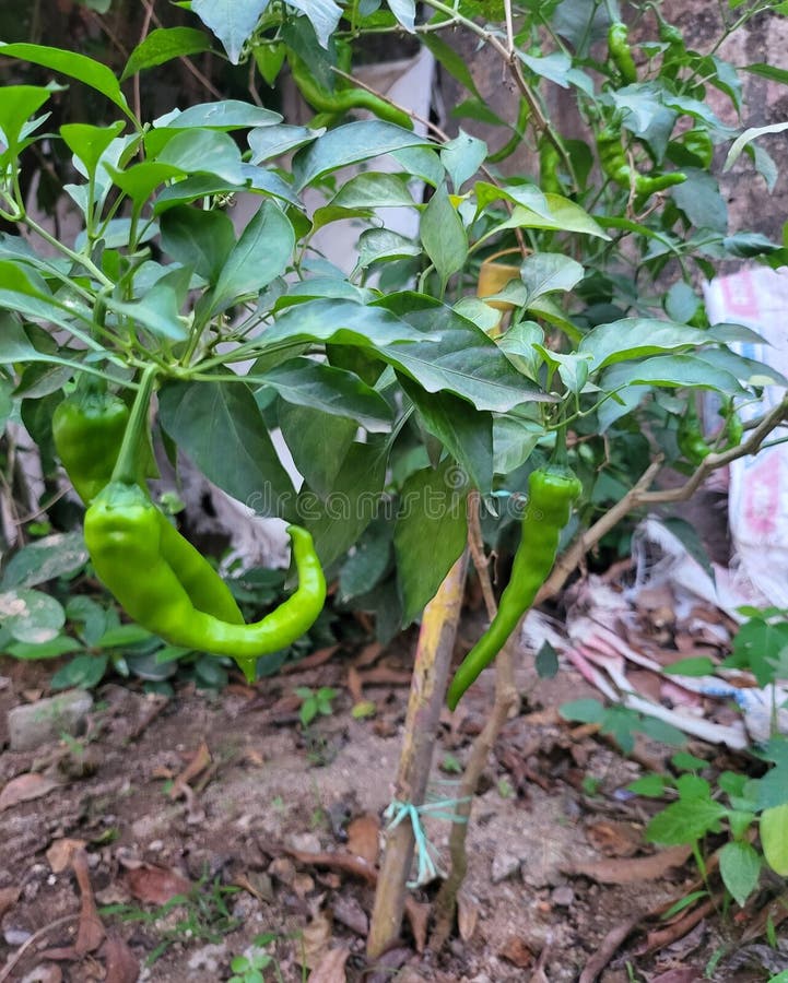 Green Chilly Plant Jn India, Organic Green Chilly Stock Image - Image ...