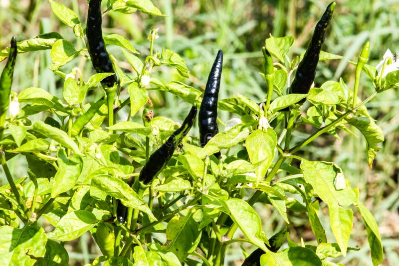 Green Chilly on the Tree in a Field Stock Image - Image of leaf, tree ...