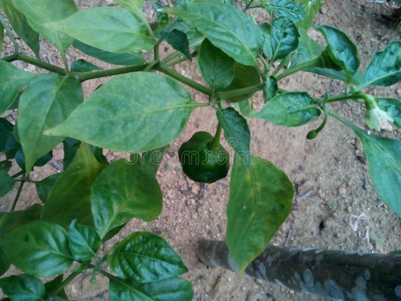A Green Chilly Tree with Its Crop in Dry Season Stock Image - Image of ...