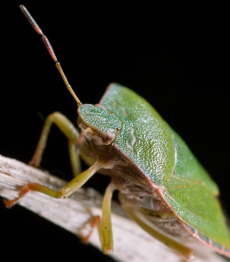 Green chinch stock image. Image of chinch, brown, bedbug - 9400475