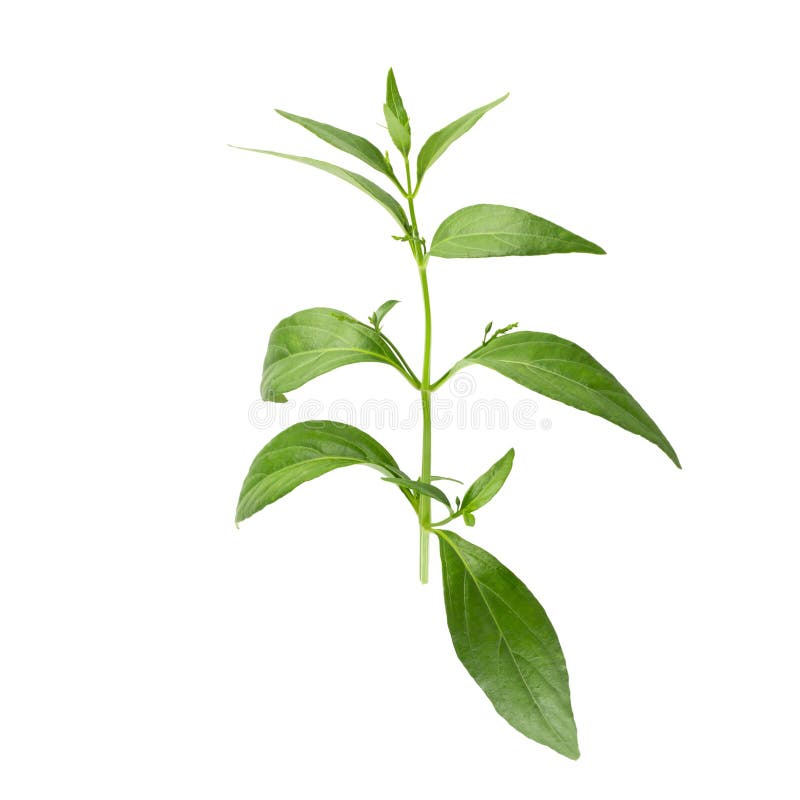 Chirata Plant Stock Photos - Free & Royalty-Free Stock Photos from ...
