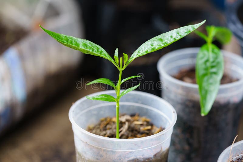 Green Chiretta Grows in the Pot. Andrographis Paniculata is an Annual ...