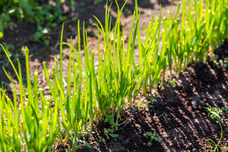 Green Chive Growing in Garden Stock Photo - Image of grass, allium ...