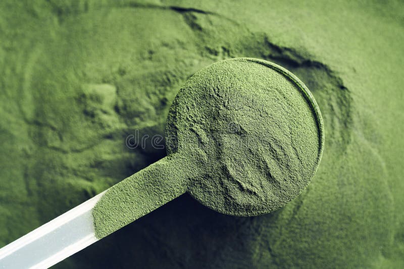 Green Chlorella Algae Powder in a Plastic Measuring Scoop Stock ...