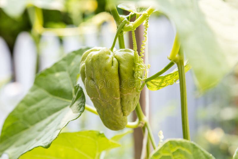 Chocho stock photo. Image of plant, chayote, green, chocho - 44414058