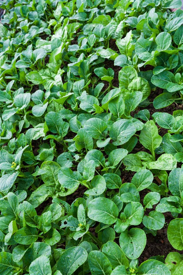 Green Choy Sum in Growth, Organic Vegetables Stock Image - Image of ...