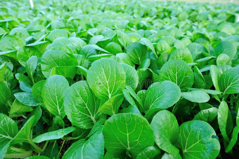 Green choy sum in growth stock image. Image of leaf, foliage - 66272909