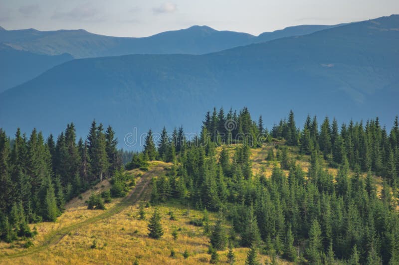 Green Christmas Tree on Forest Background Stock Photo - Image of ...