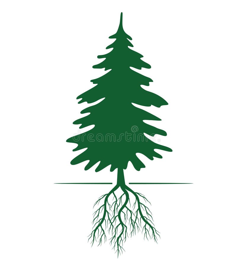 Spruce Tree Roots Stock Illustrations – 101 Spruce Tree Roots Stock ...