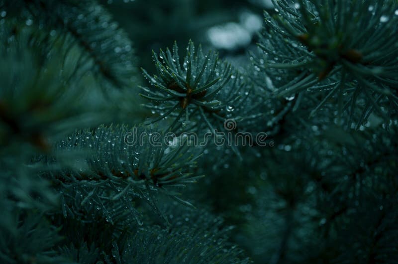 Green Christmas tree stock image. Image of beauty, macro - 82235257