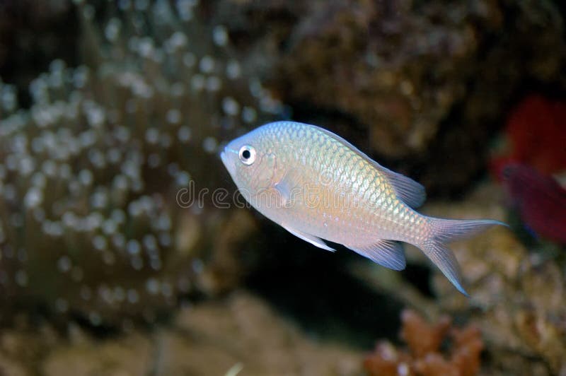 Green Chromis (Chromis Viridis) Stock Image - Image of tank, viridis ...