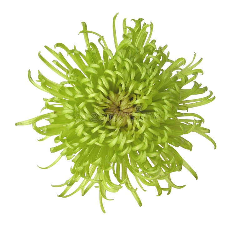 Green chrysanthemum stock photo. Image of cultivate, isolated - 1158112