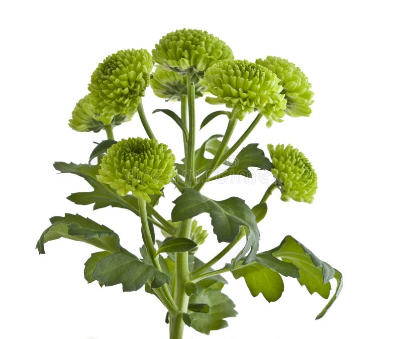 Green chrysanthemum stock photo. Image of cultivate, isolated - 1158112