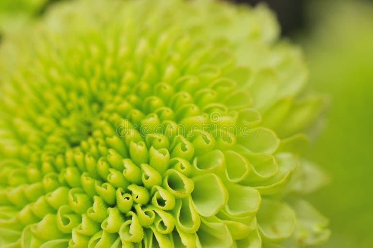Green Chrysanthemum stock image. Image of traditional - 5076565