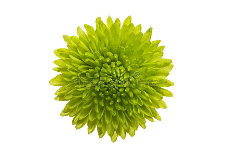 Green chrysanthemum flower stock image. Image of white - 192621769