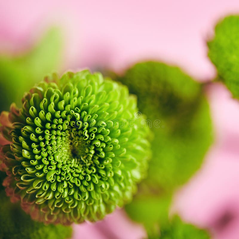 Green Chrysanthemum Flower stock image. Image of magenta - 97323561