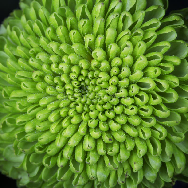 Green Chrysanthemum Flower stock photo. Image of botanical - 83357300