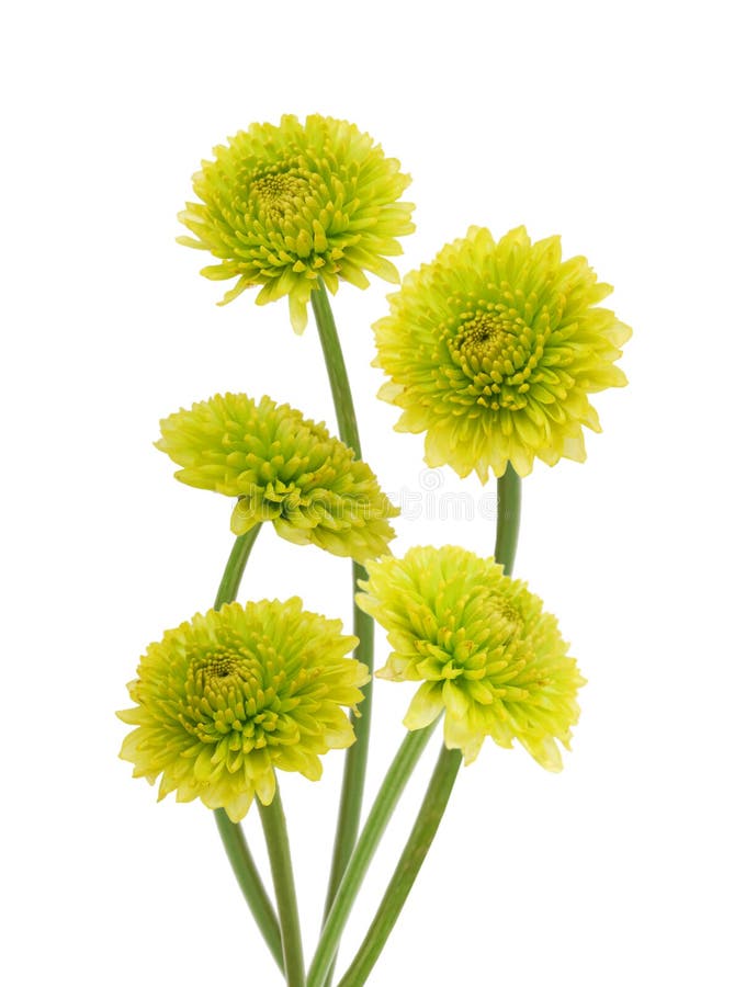 Green chrysanthemum stock image. Image of isolated, natural - 26900825