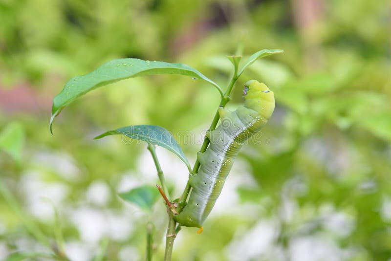 Green chubby worm stock image. Image of green, caterpillar - 79950947
