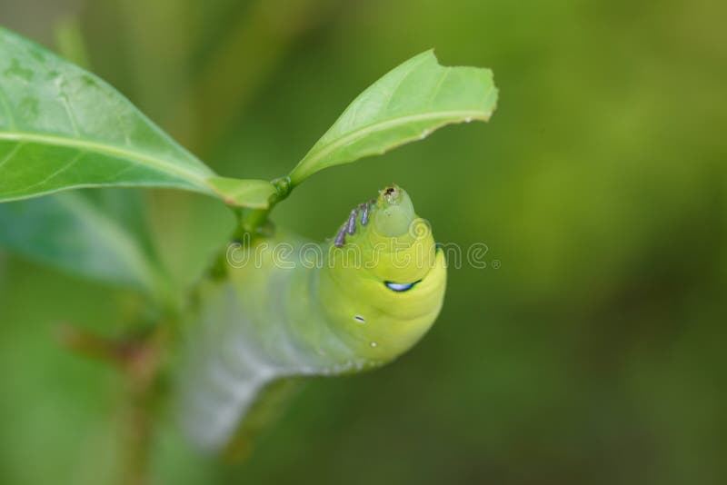 Green chubby worm stock photo. Image of wild, beauty - 79951058