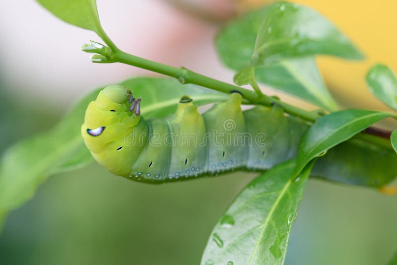 Green chubby worm stock image. Image of plant, caterpillar - 79951517