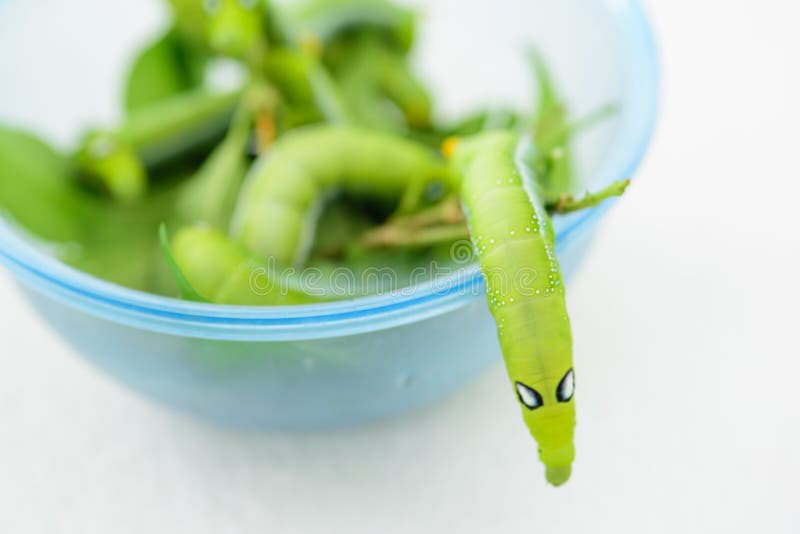 Green chubby worm stock photo. Image of insect, leaf - 81085244