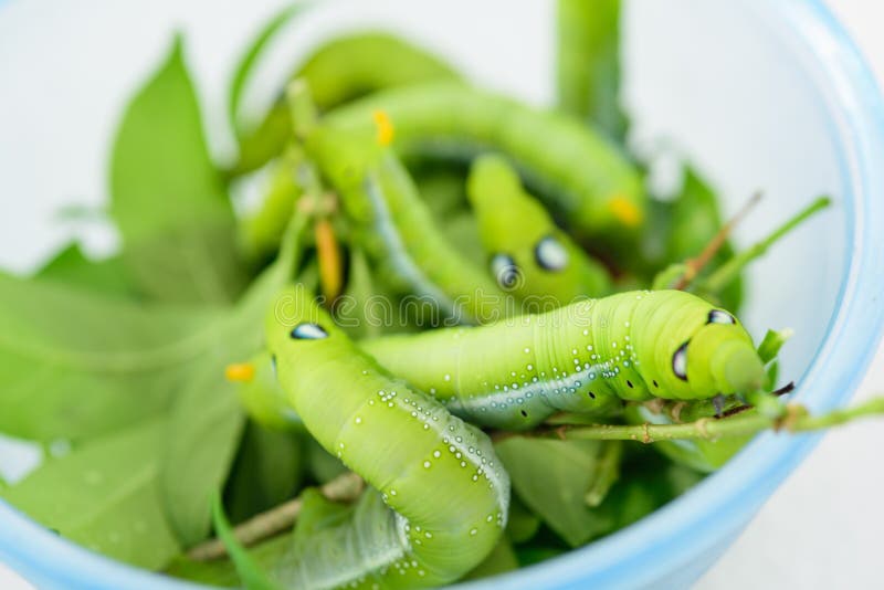 Green chubby worm stock photo. Image of full, colorful - 81086880