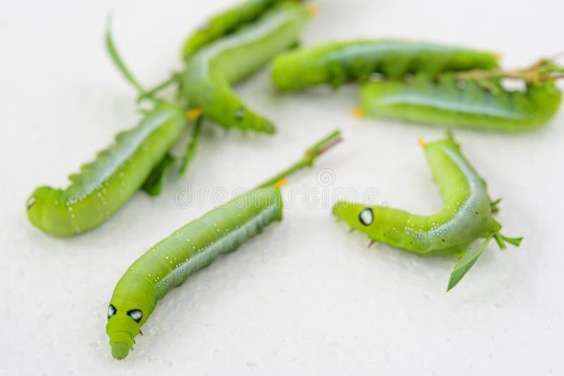 Fat Green Caterpillars Stock Photos - Free & Royalty-Free Stock Photos ...