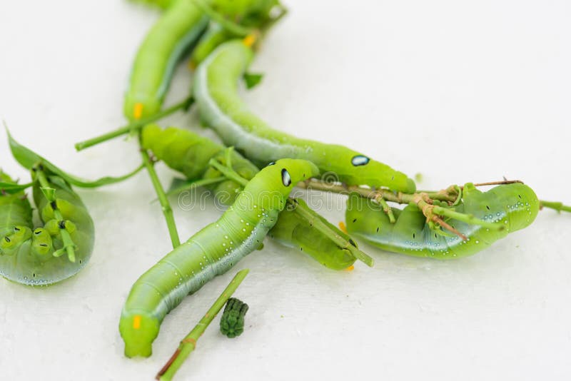 194 Big Fat Worm Stock Photos - Free & Royalty-Free Stock Photos from ...