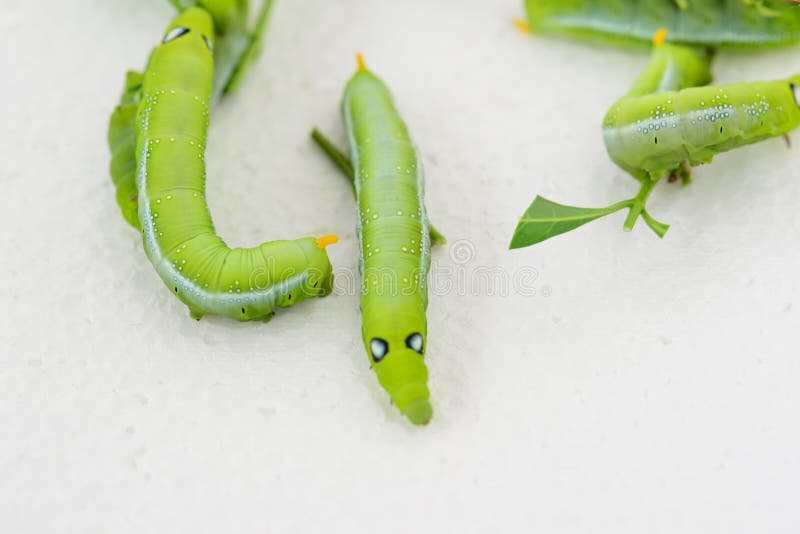 Green chubby worm stock image. Image of small, leave - 81087079