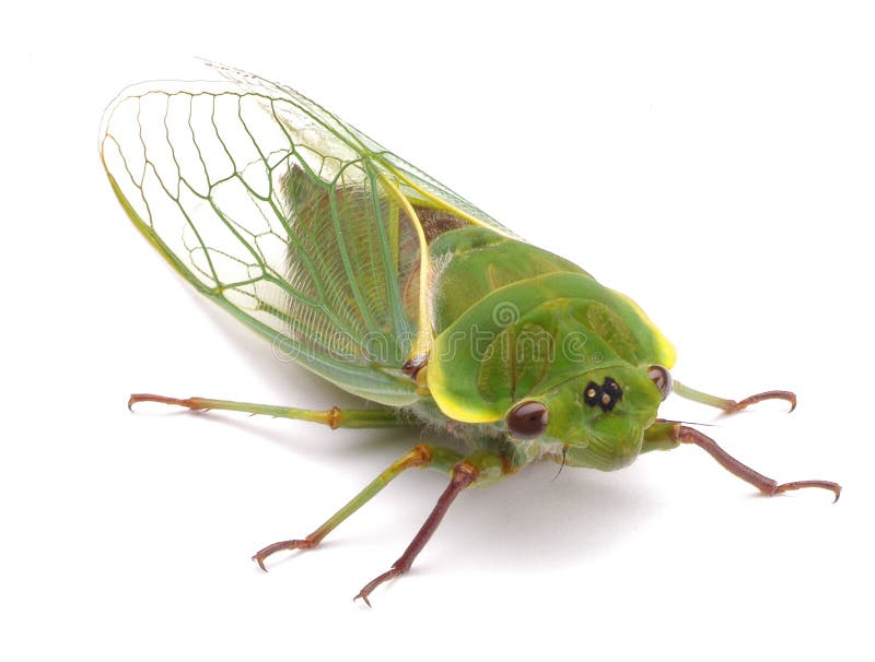 Green Cicada Insect Isolated Stock Image - Image of green, cute: 4981919