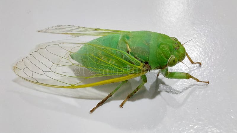 Green cicada stock image. Image of cicada, animal, wing - 264121667