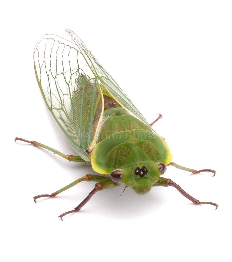 Green Cicada Insect Isolated Royalty Free Stock Images - Image: 4981919