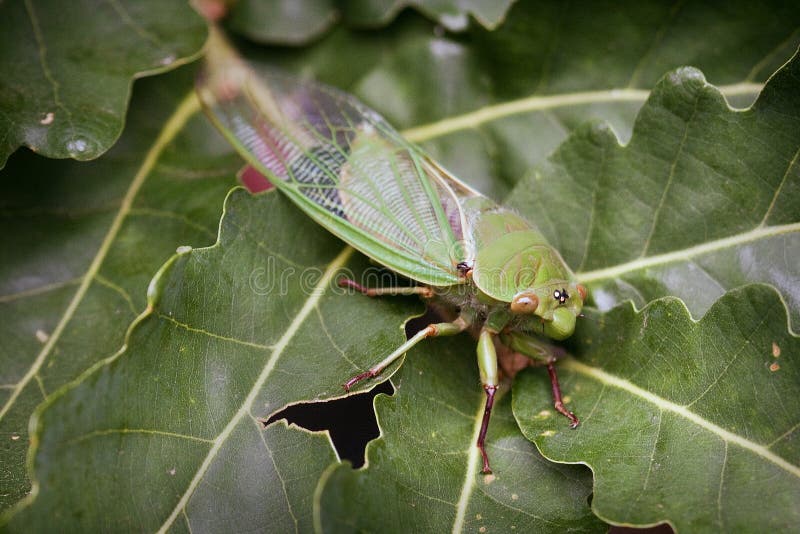 Green Cicada on leaf stock photo. Image of outdoors, rests - 12137014