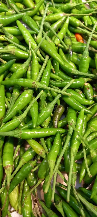 Cilli Plant Stock Photos - Free & Royalty-Free Stock Photos from Dreamstime