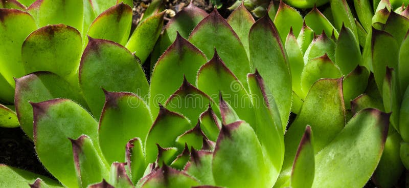 Green Circular Plant Pattern Stock Image - Image of chicks, garden ...