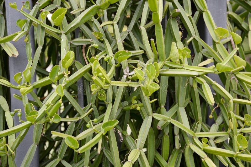 Green Cissus Quadrangularis Plant in Nature Garden Stock Photo - Image ...