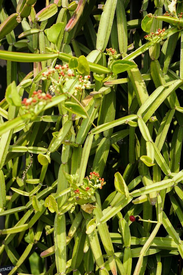 Cissus Quadrangularis Linn.,tree. Stock Image - Image of tree, cure ...