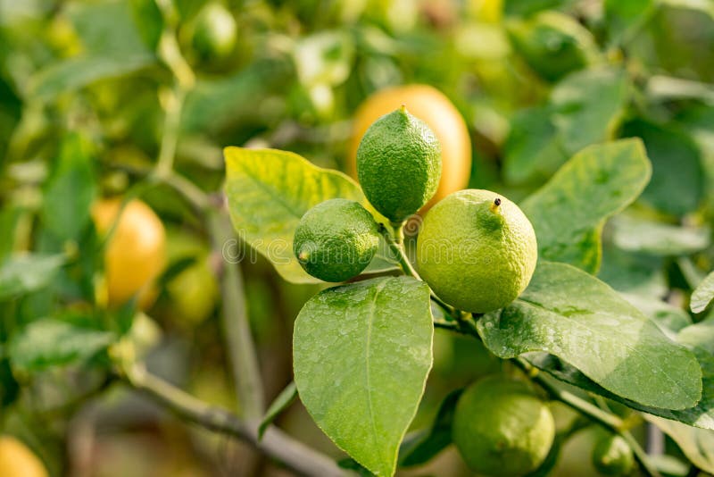 Green citrons with leaves stock image. Image of garden - 103034599