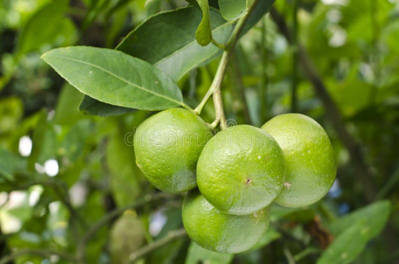 Green citrus. stock image. Image of branch, green, leaf - 25957621