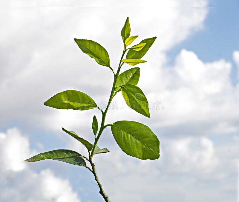 Green citrus branch stock image. Image of green, flora - 119299361