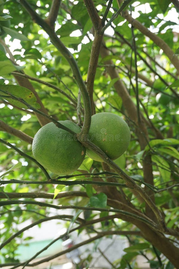Green Citrus Fruit on a Lush Tree Stock Image - Image of citrus, tree ...