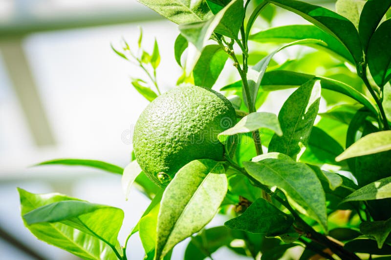 Green Citrus Fruit on Tree with Green Leaves in Sunshine Stock Photo ...