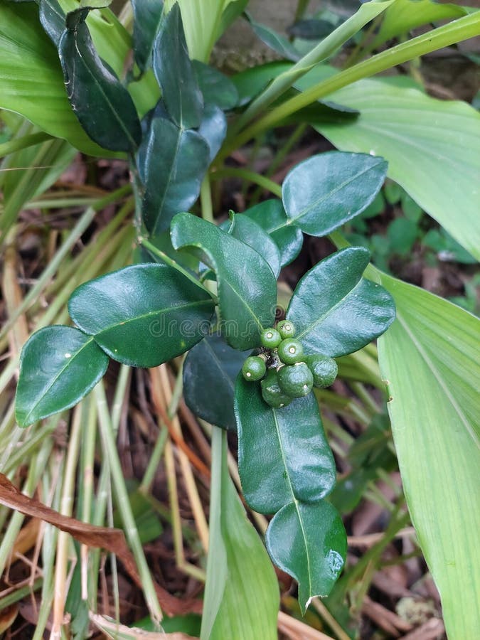 Green, Citrus, Plantation, Tropical Lime Stock Photo - Image of citrus ...