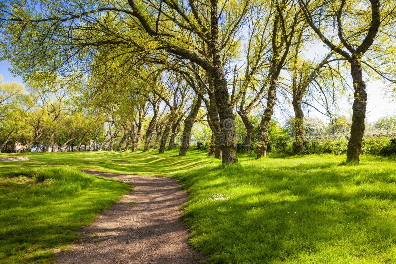 Green City Park with Leaning Trees Stock Image - Image of lawn, alley ...