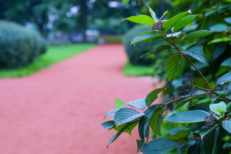 Green City Park. City Park with Neat Walking Paths for Holidaymakers ...